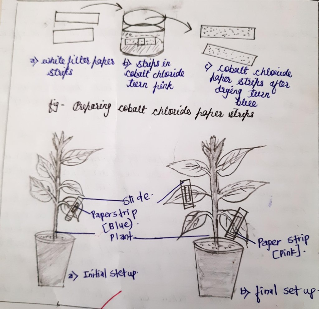 11 Biology Practical Notebook – CHEMIGOD